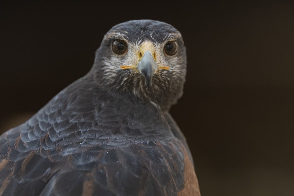 Apadrina un Halcón Harris