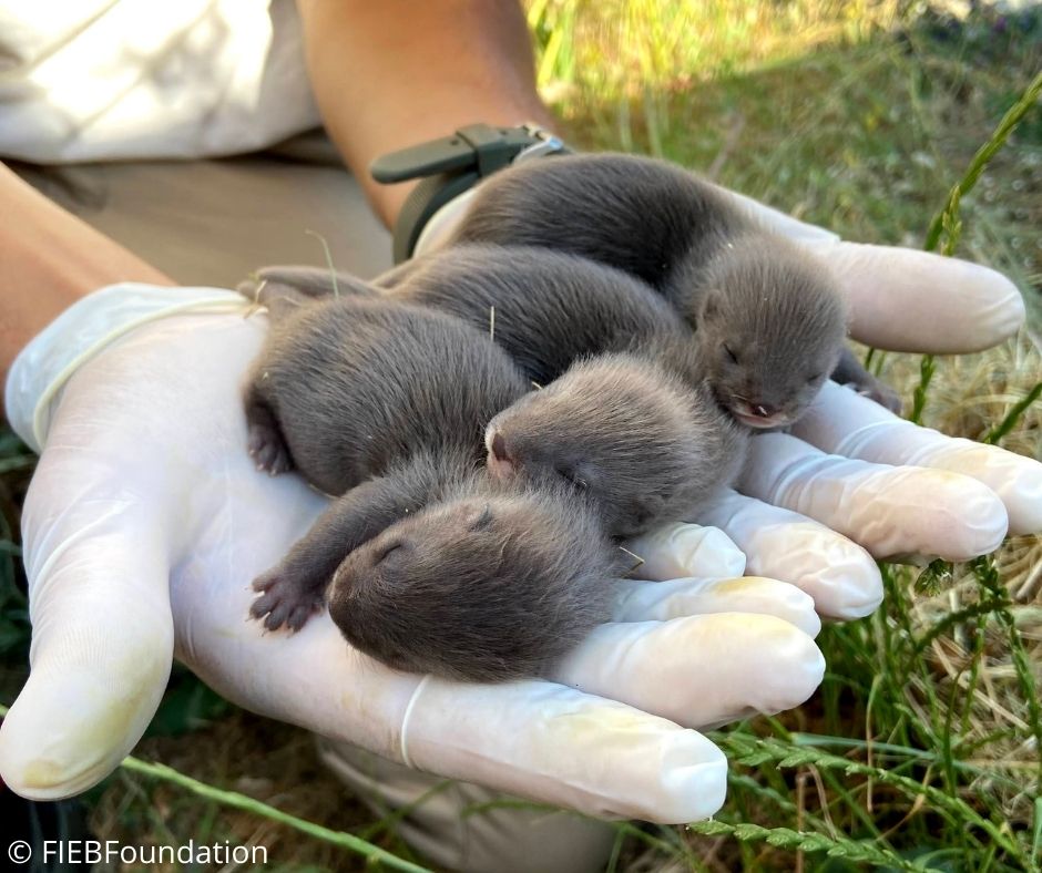 Finaliza con éxito la temporada de cría del visón europeo en 2021