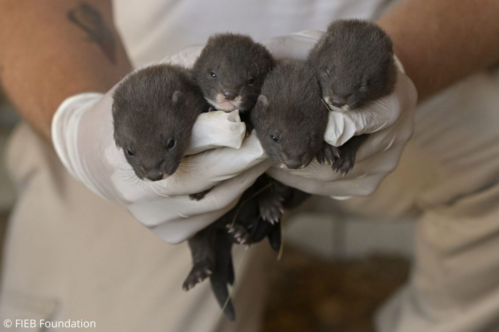 Finaliza con éxito la temporada de cría del visón europeo en 2021