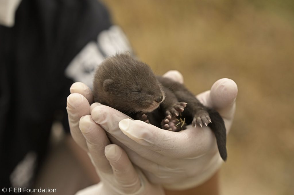 Finaliza con éxito la temporada de cría del visón europeo en 2021